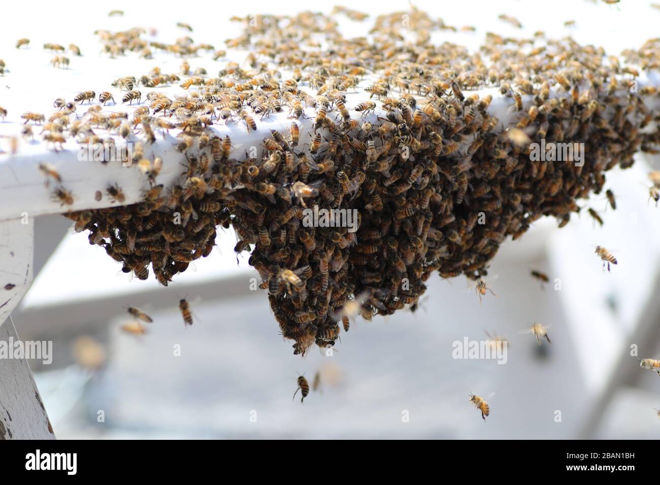 huge bee population Stock Photo - Alamy