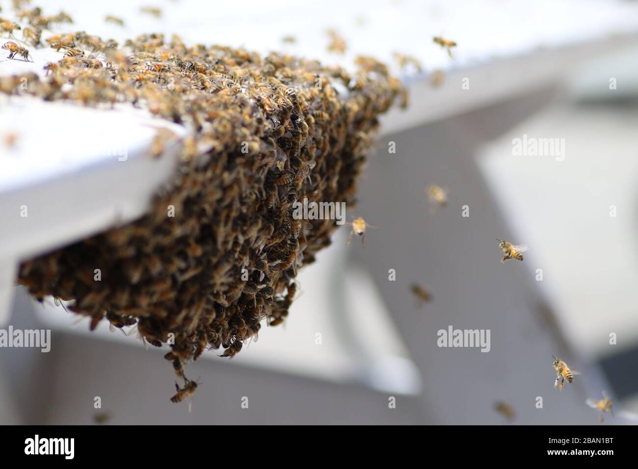 huge bee population Stock Photo - Alamy