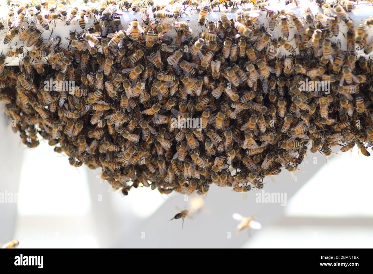 huge bee population Stock Photo - Alamy