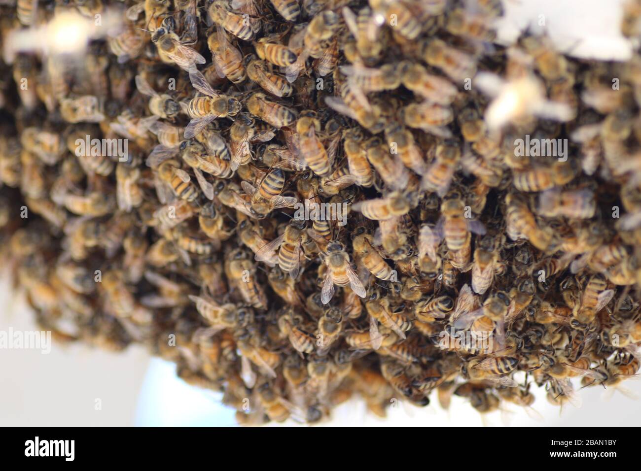 huge bee population Stock Photo - Alamy