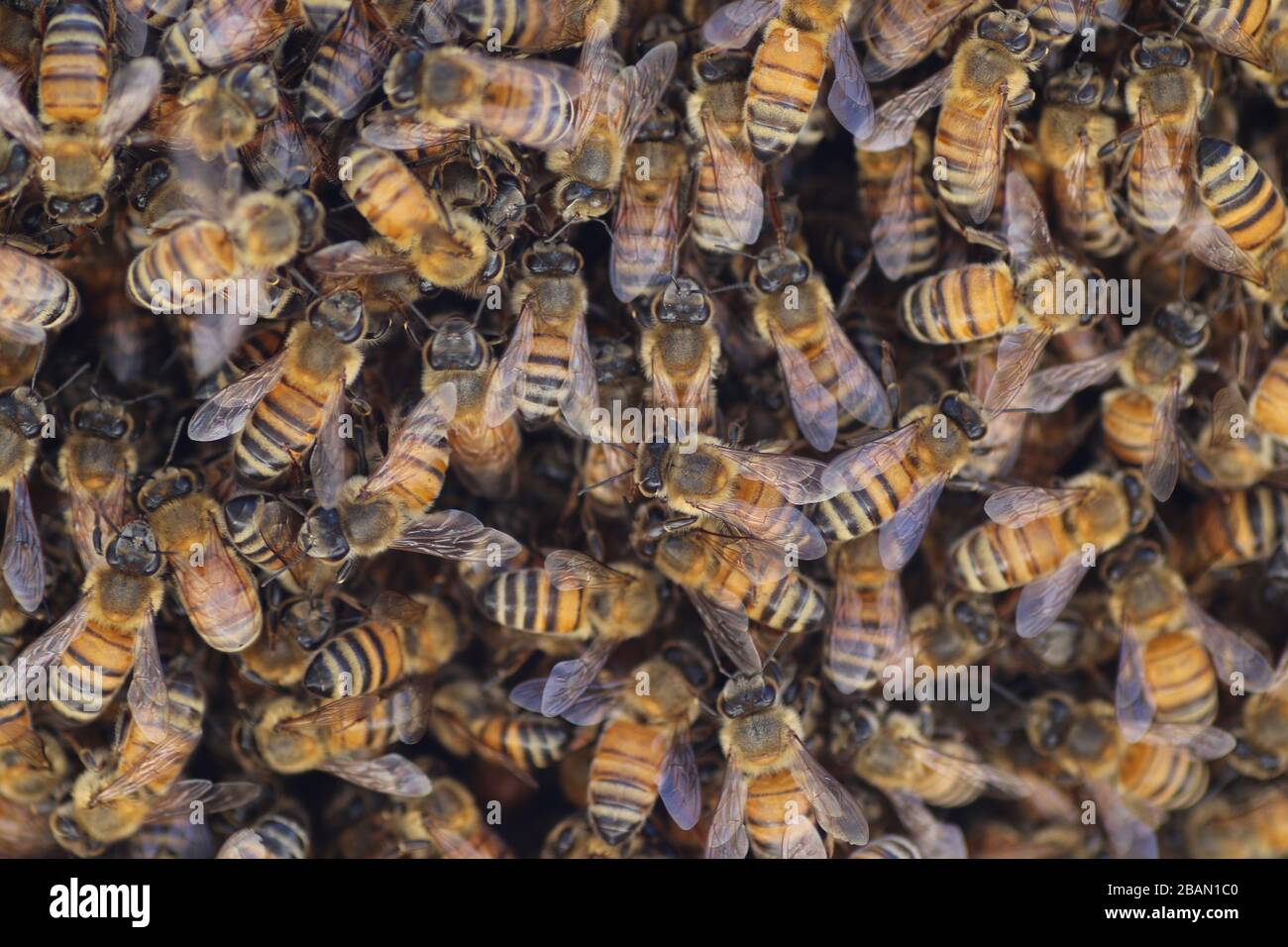 huge bee population Stock Photo - Alamy