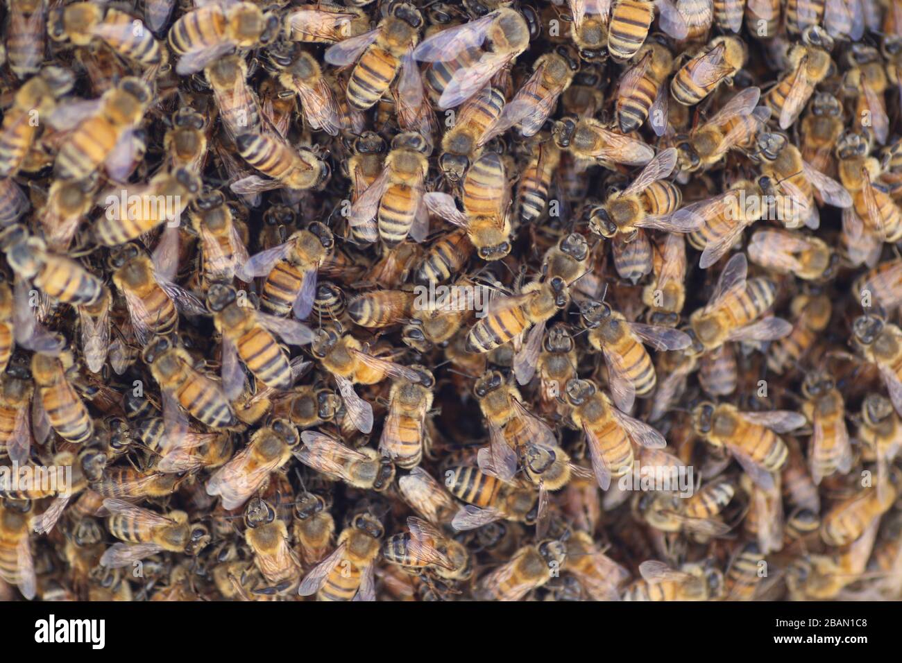 huge bee population Stock Photo - Alamy
