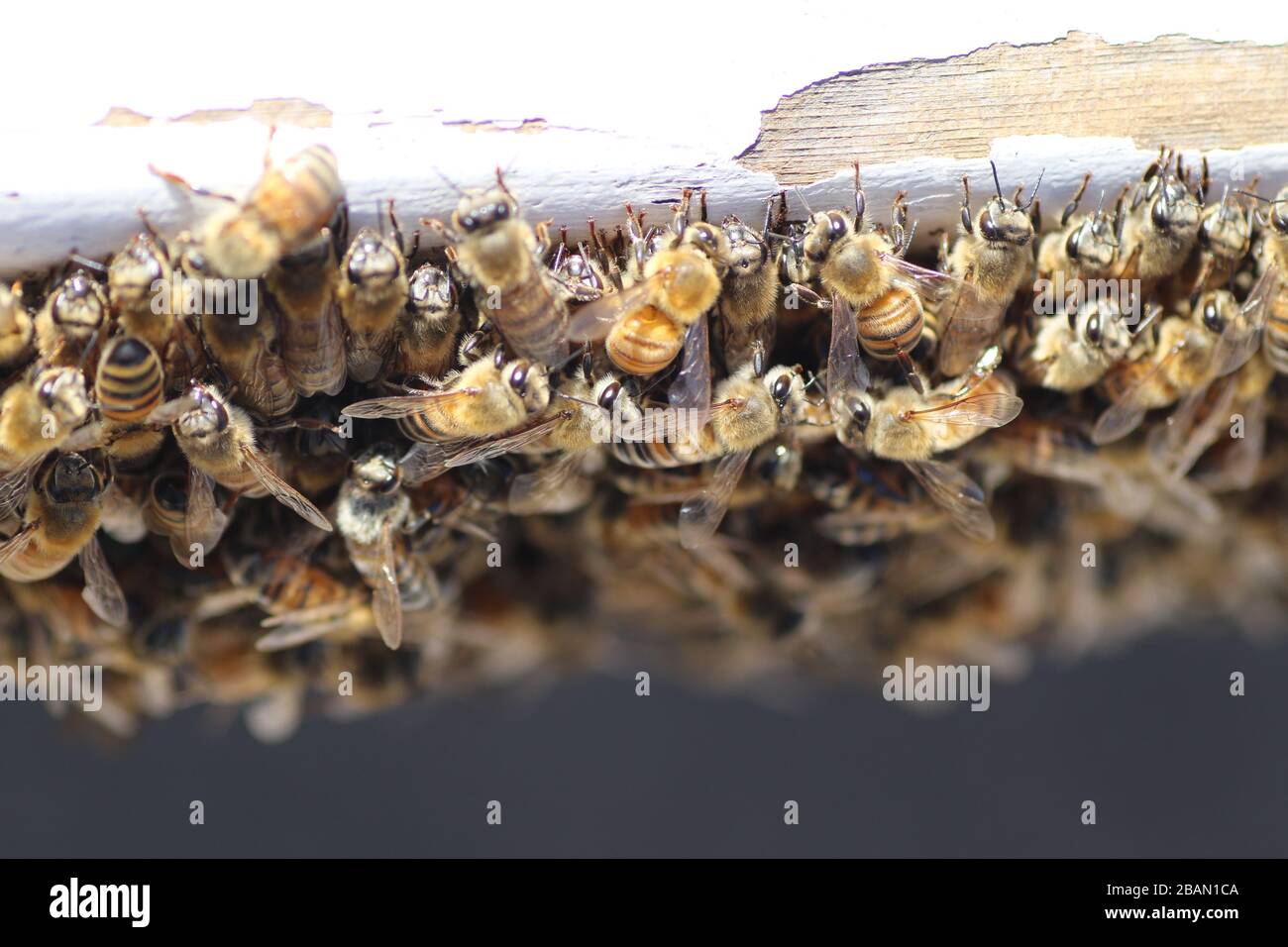 huge bee population Stock Photo - Alamy