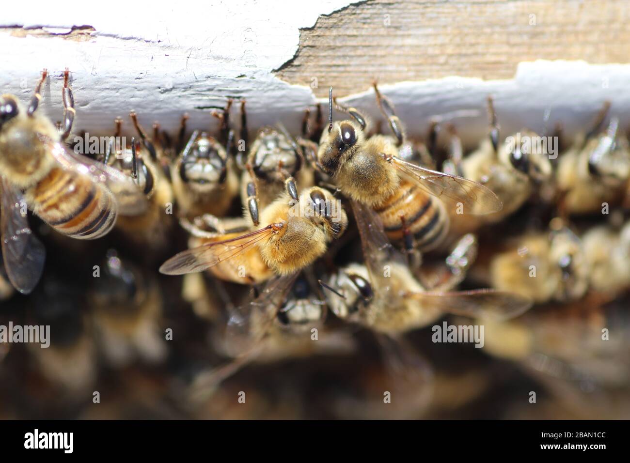 huge bee population Stock Photo - Alamy