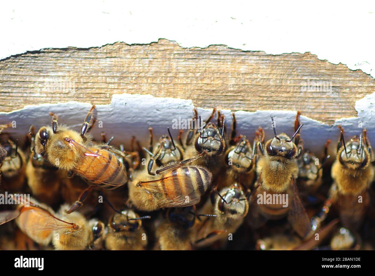 huge bee population Stock Photo - Alamy