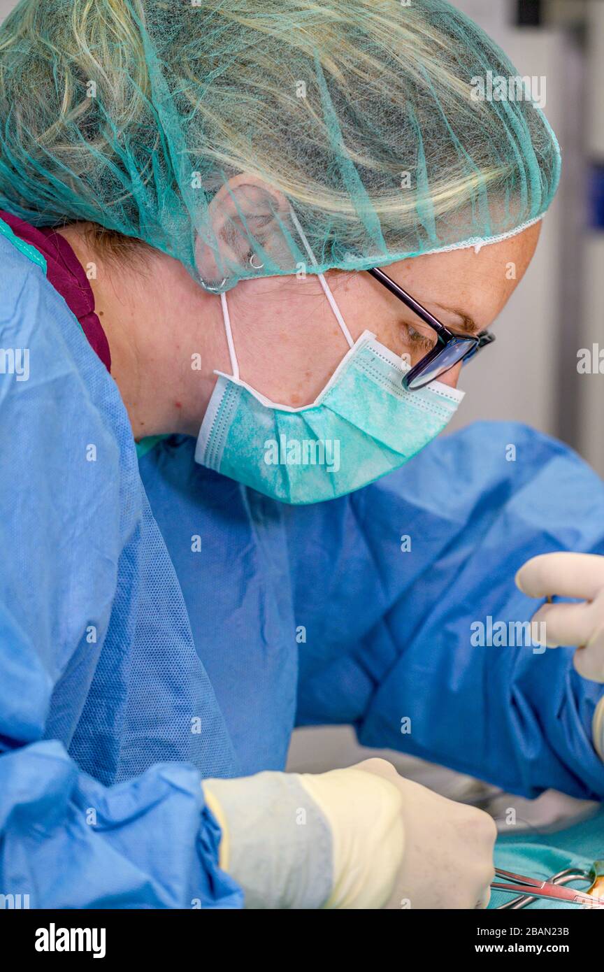 Veterinarian operating a cat. Surgeon sewing tissues. Sterilization of ...