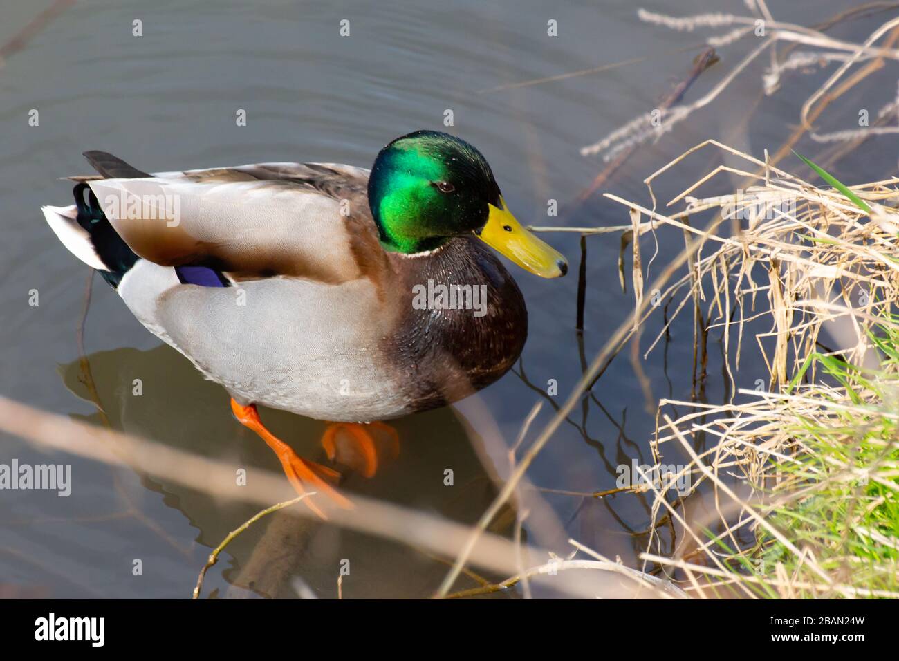 Top view close up of a mallard duck standing in the water, anas ...