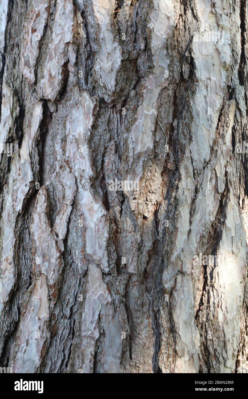 Tree back texture hi-res stock photography and images - Alamy
