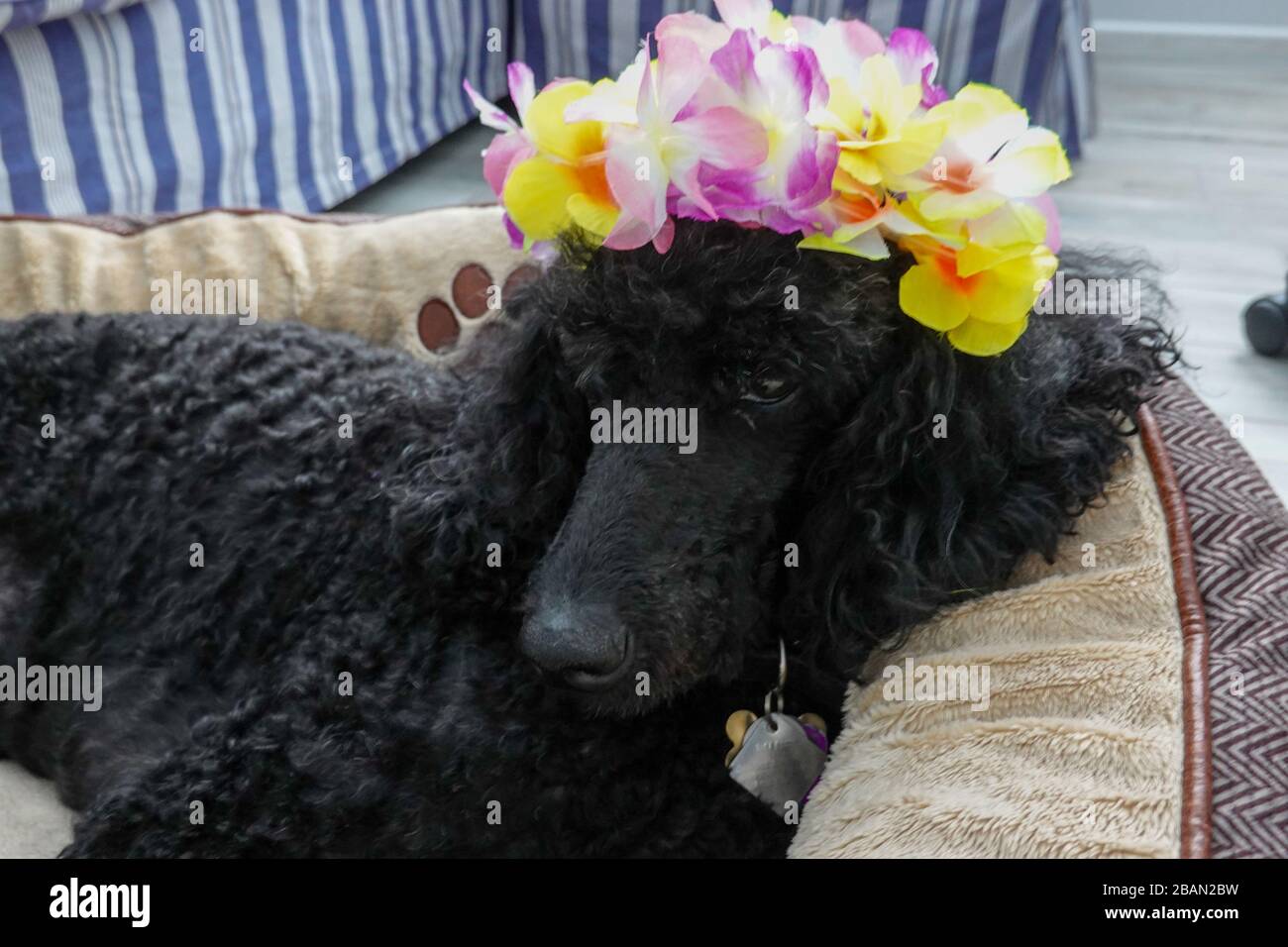 A black purebred standard poodle in a home hanging out with its human ...