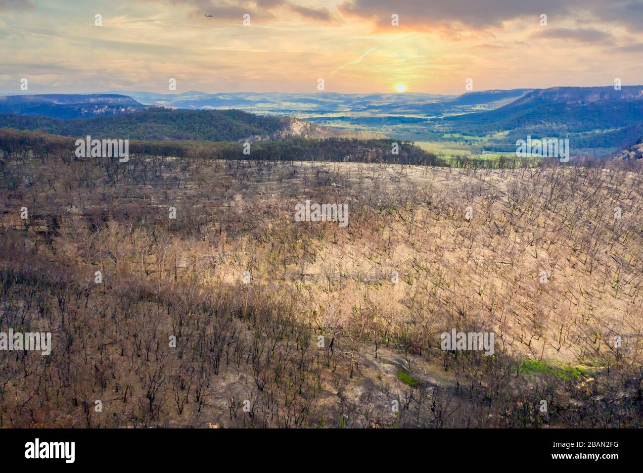Forest regeneration after the severe bush fires in The Blue Mountains ...