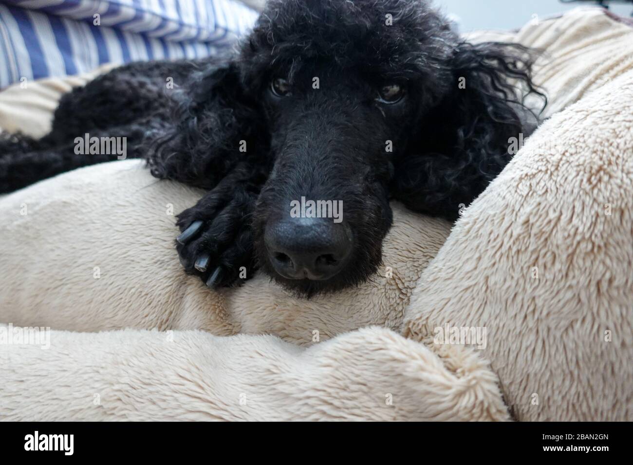 A black purebred standard poodle in a home hanging out with its human ...