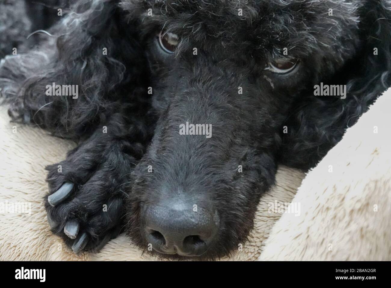 A black purebred standard poodle in a home hanging out with its human ...