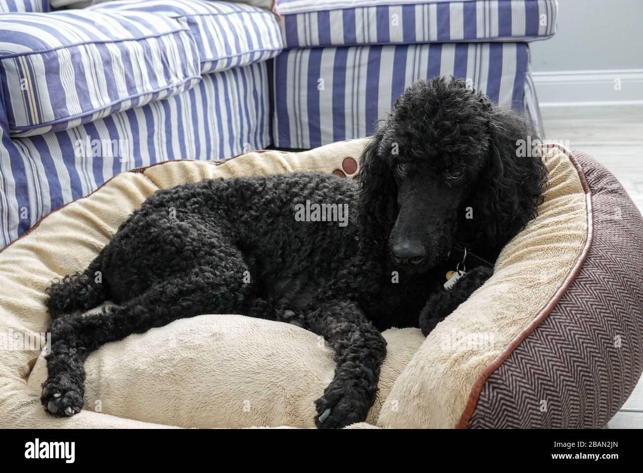 A black purebred standard poodle in a home hanging out with its human ...