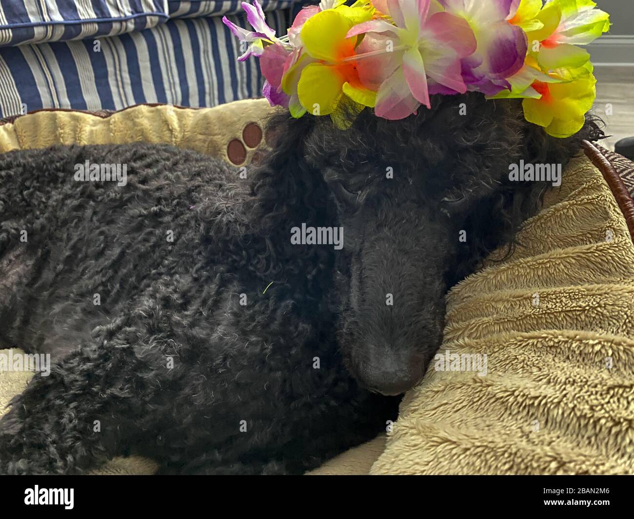 A black purebred standard poodle in a home hanging out with its human ...