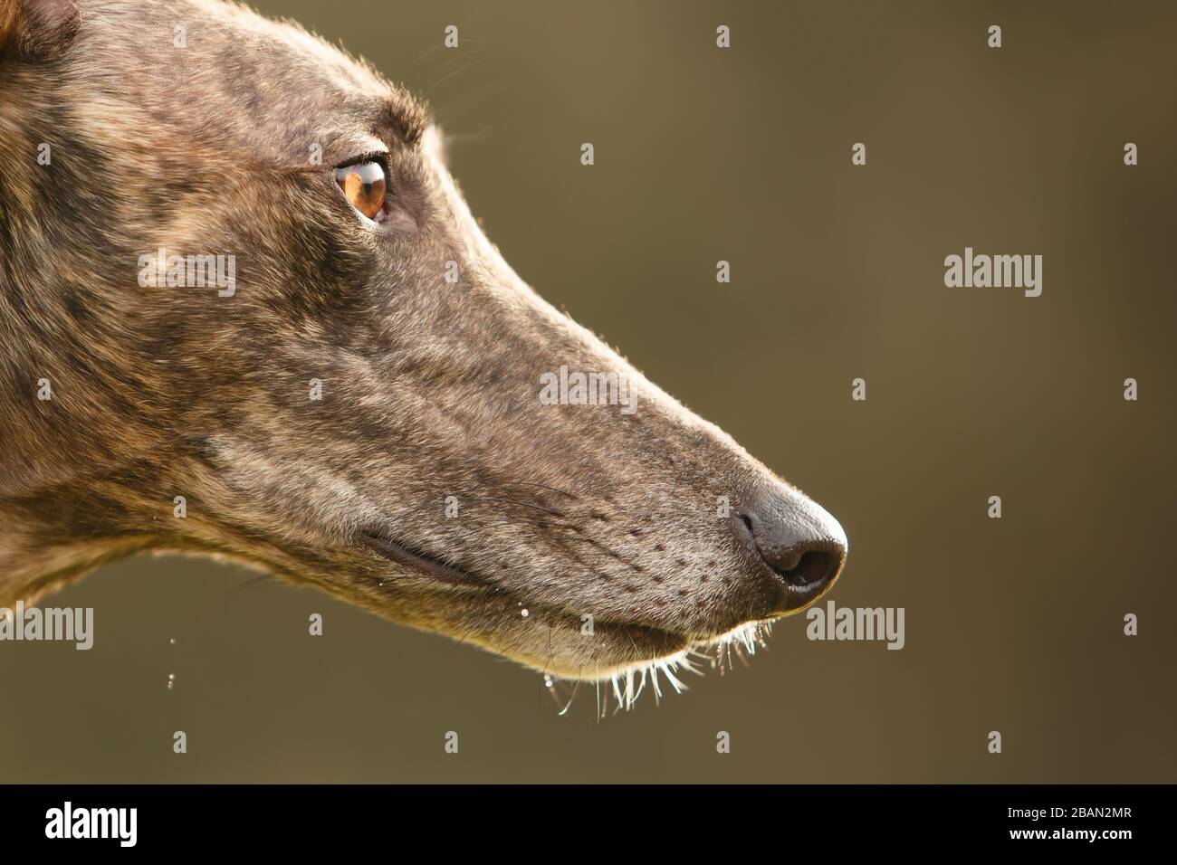 Snoot hi-res stock photography and images - Alamy