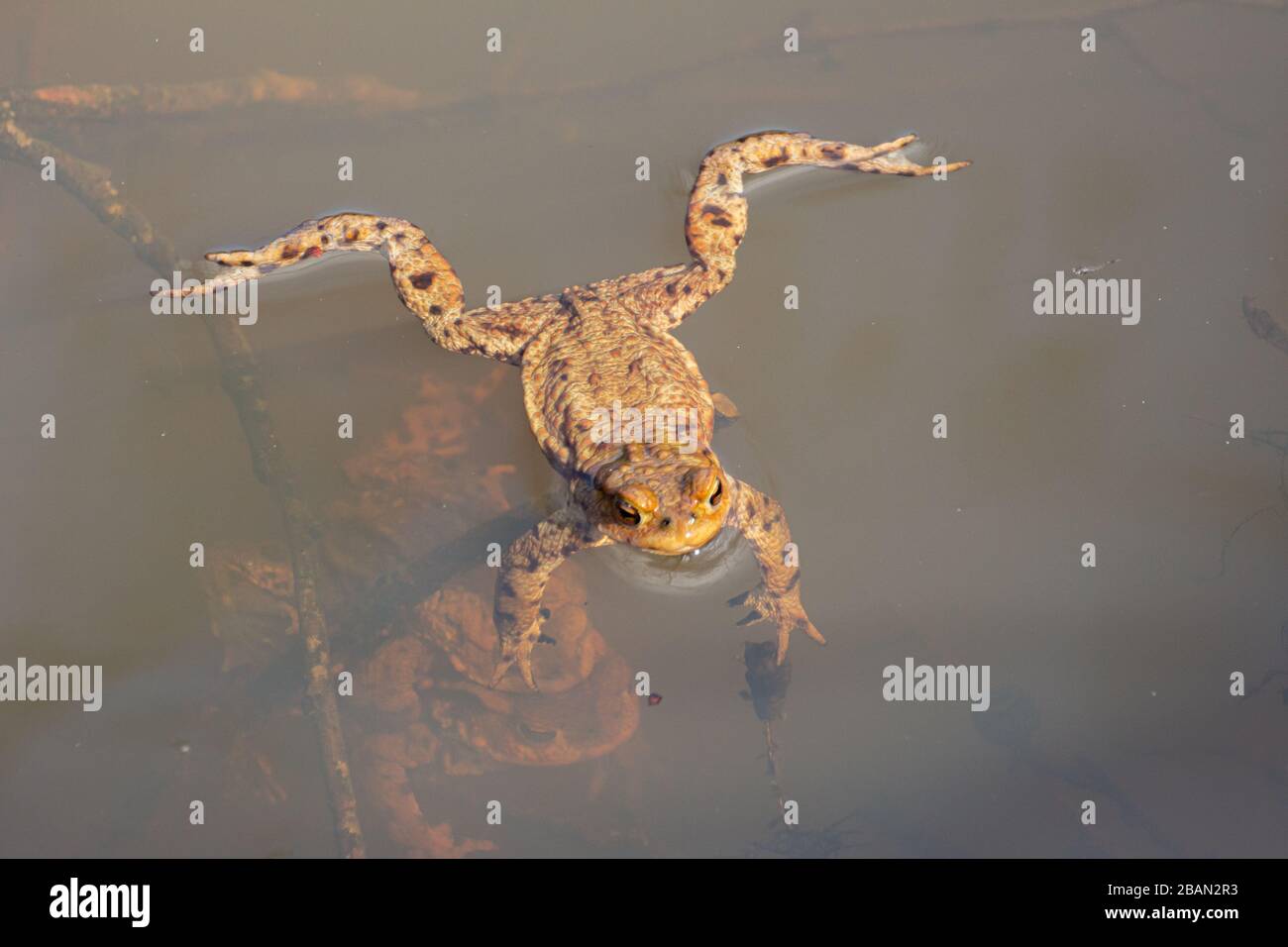 Toad swimming in the water and mating toads under it, Bufonidae or ...