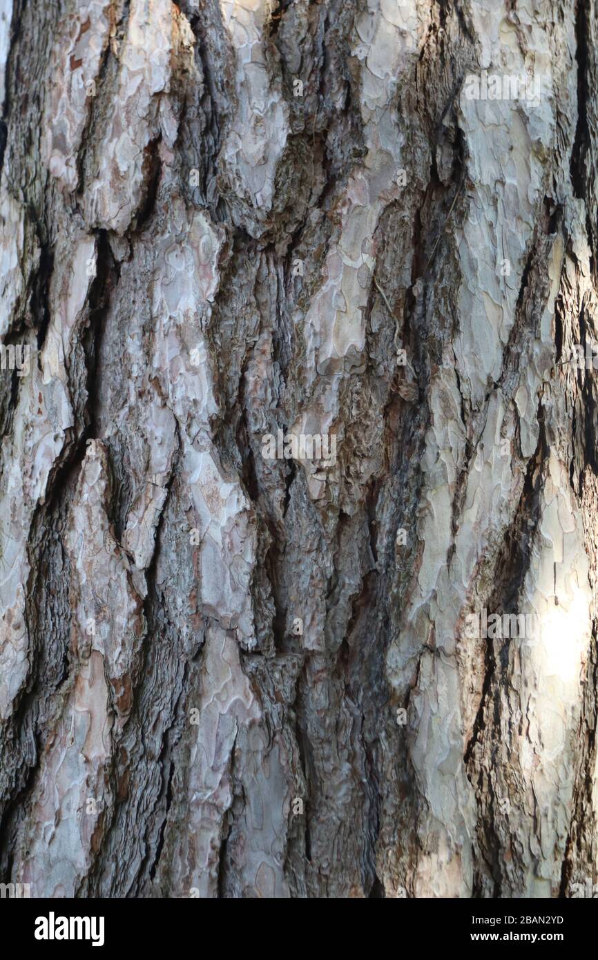Historic weather worn tree bark 23/07/20175 Harvington, England, United ...