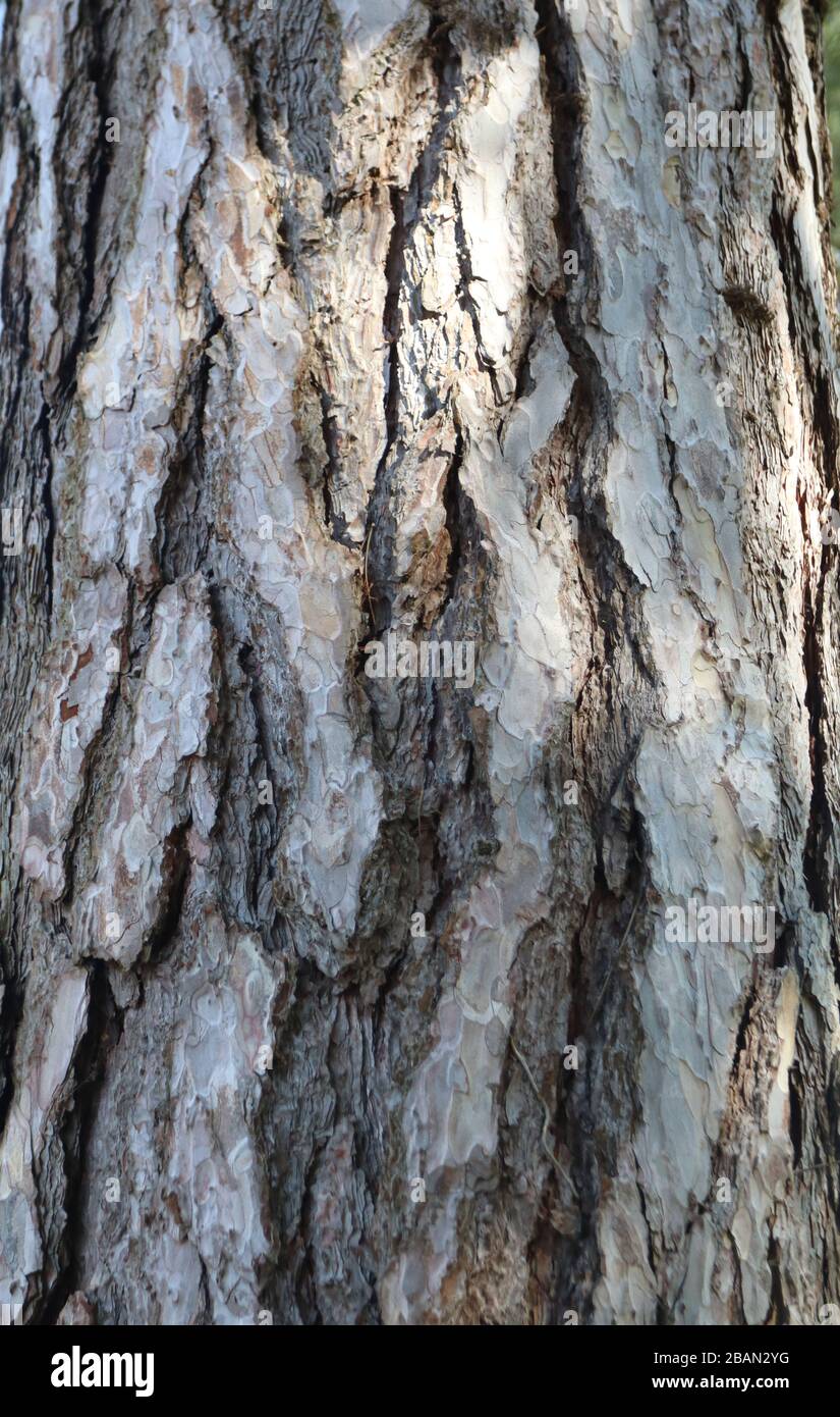 Historic weather worn tree bark 23/07/20175 Harvington, England, United ...
