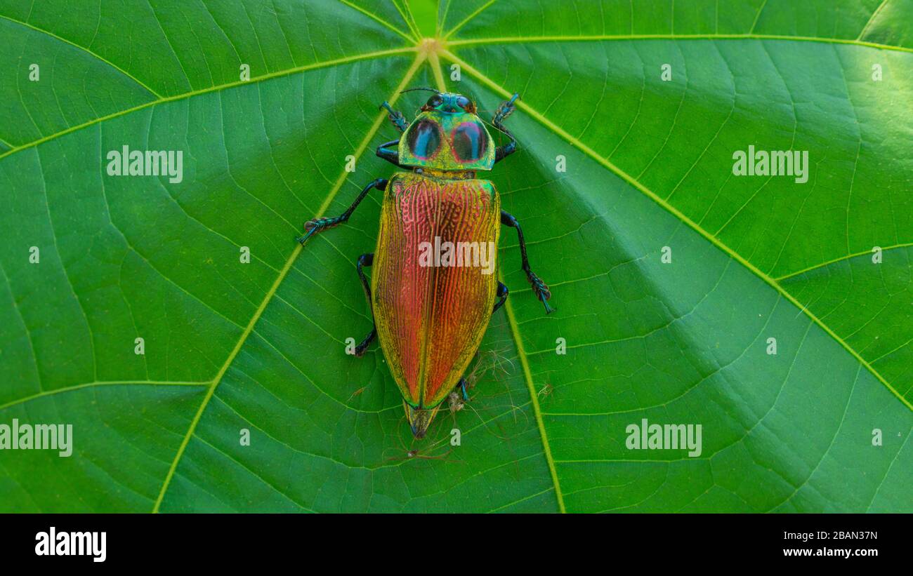 Top view of a beetle with bright colors, green body with two blue ...
