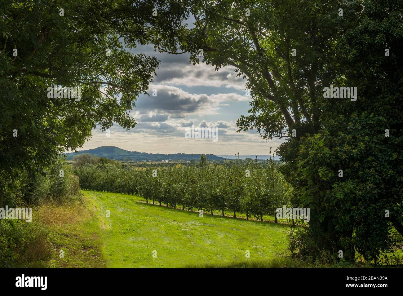 Rows orchards in countryside hi-res stock photography and images - Alamy
