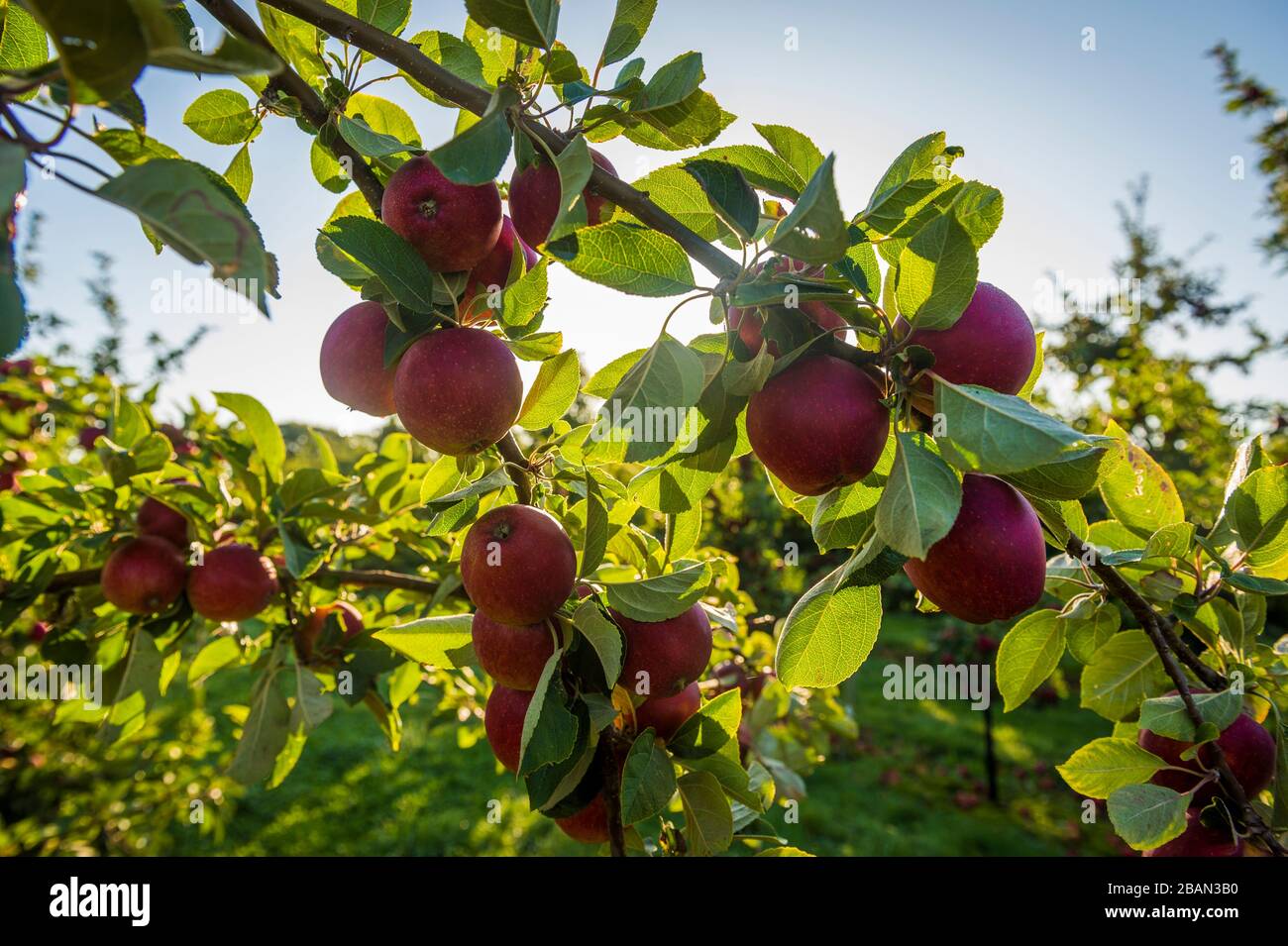 English green apple hi-res stock photography and images - Alamy