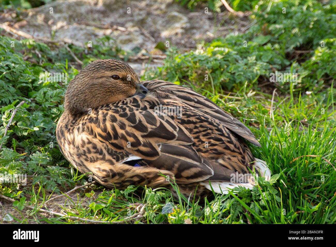 Female sleeping duck hi-res stock photography and images - Alamy