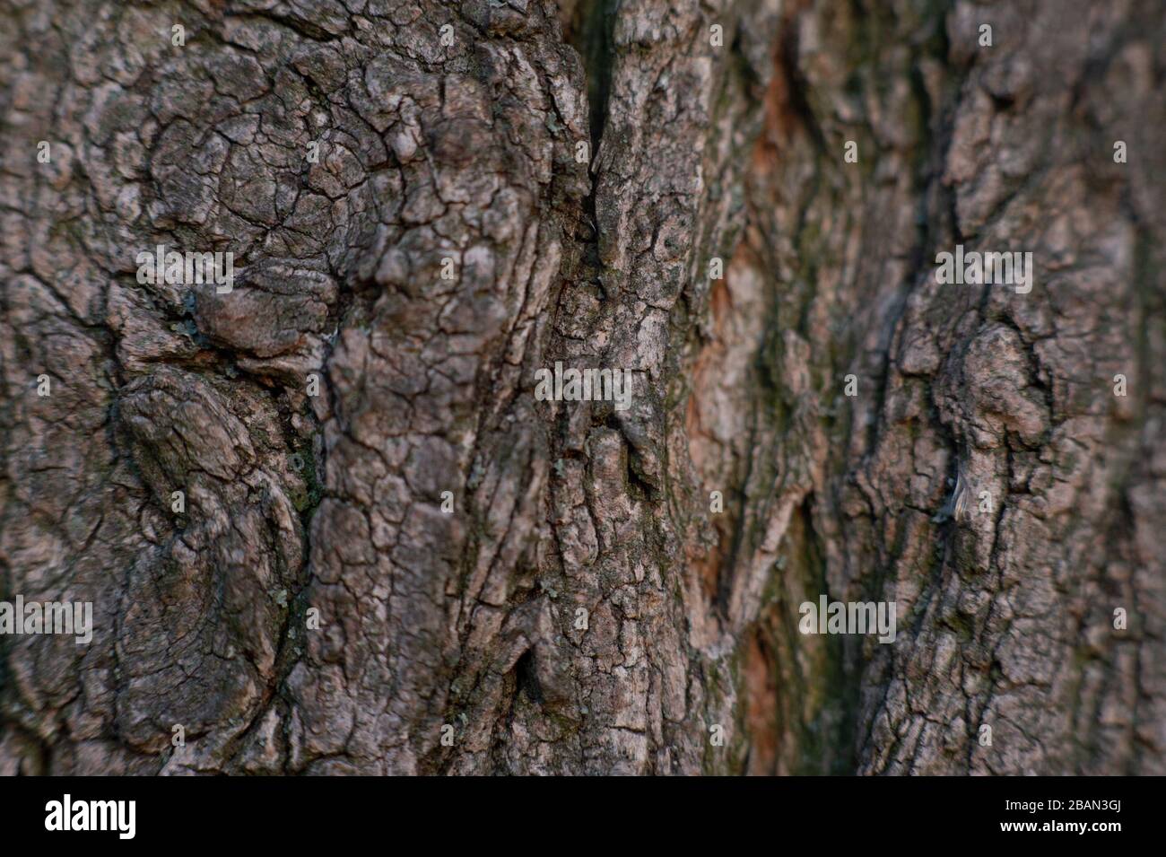 Old tree bark. The texture of the bark tree. Wood texture for designers ...