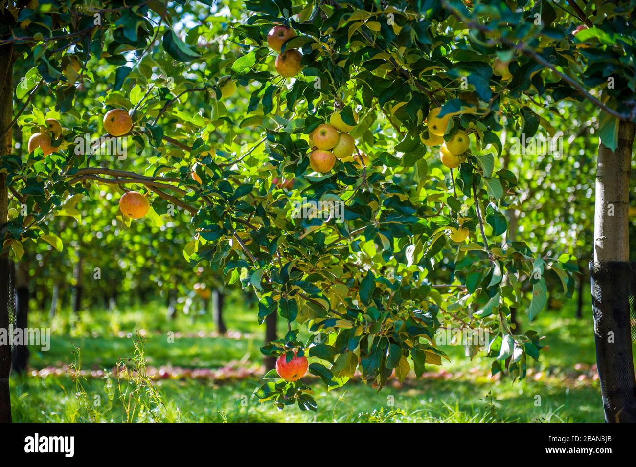 Apple Harvest In Somerset, England, Apples for CiderMaking Stock Photo ...