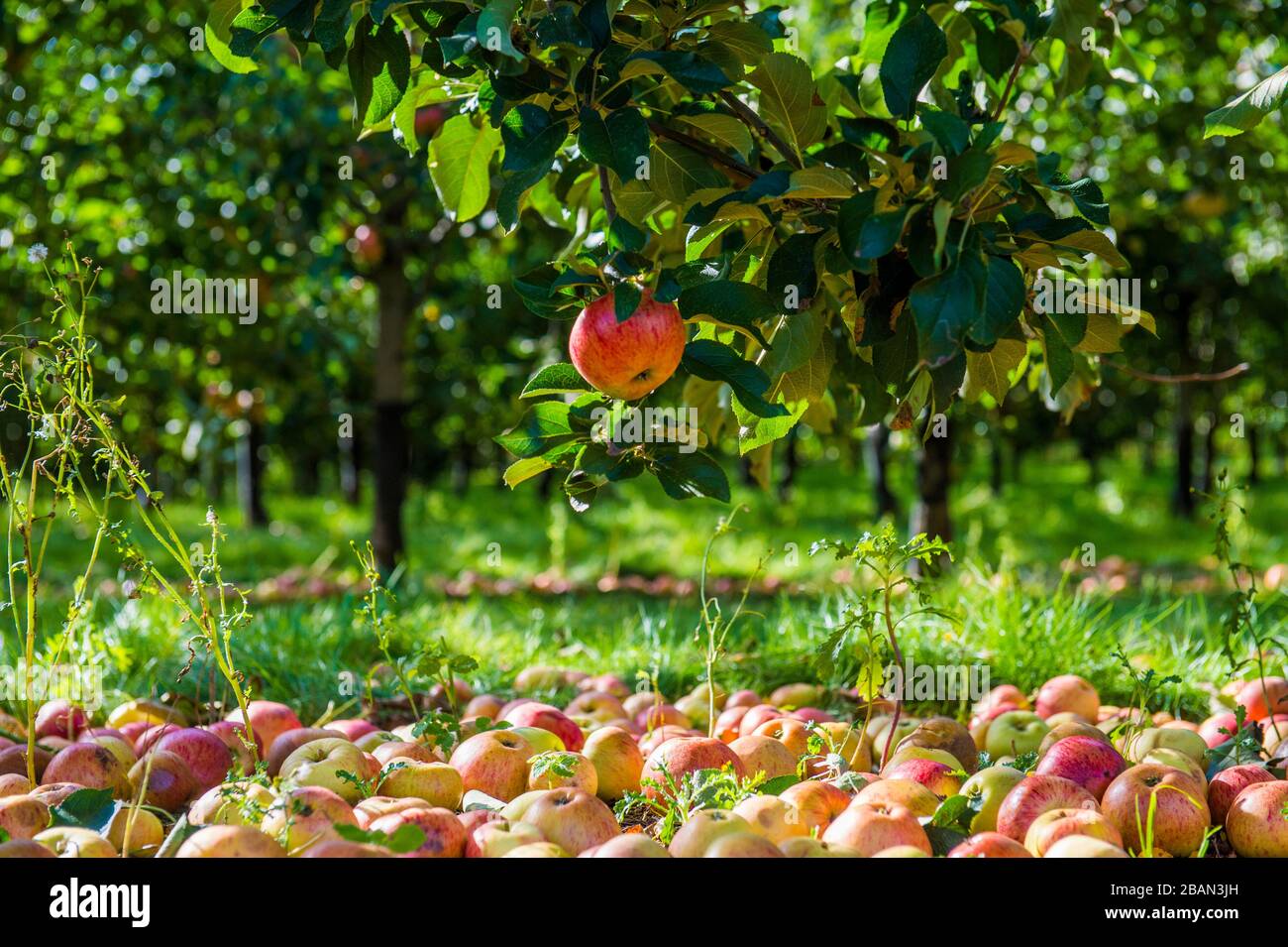 Apple orchard rows trees hi-res stock photography and images - Alamy