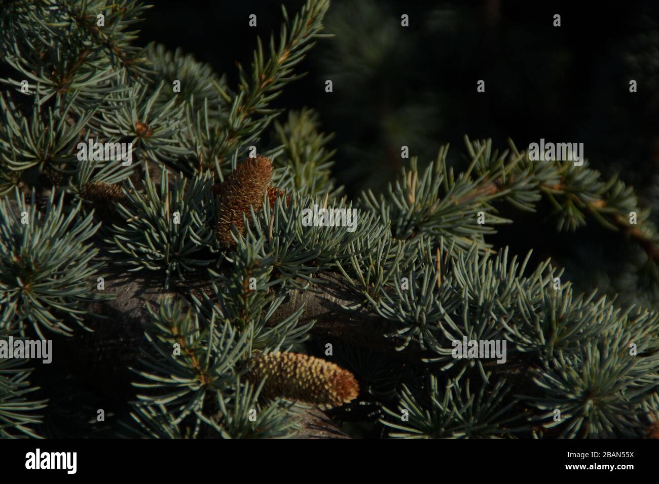 A close up of a tree Stock Photo - Alamy