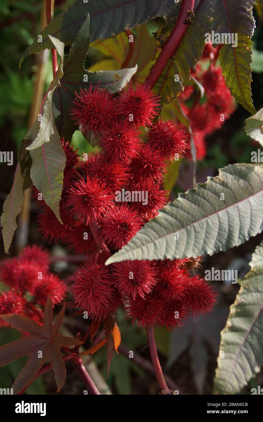 Light red texture hi-res stock photography and images - Alamy