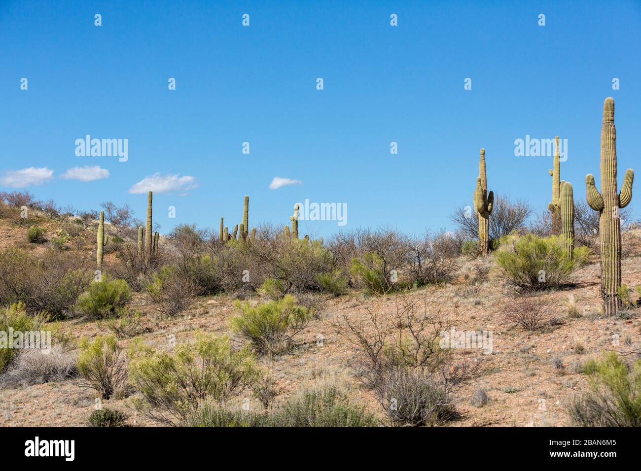 Saguaro cactus landscapes with desert and mountains Stock Photo - Alamy