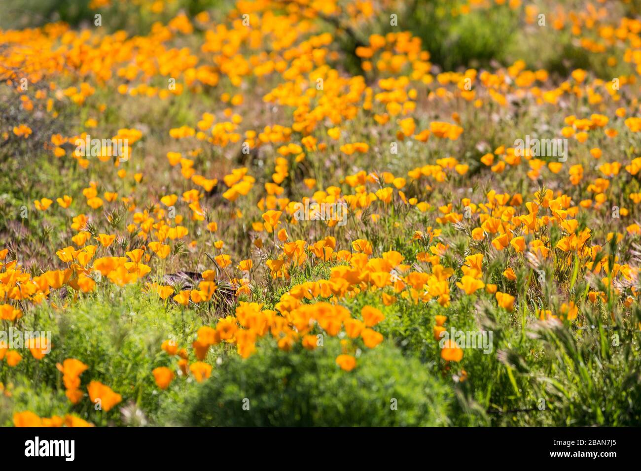 Complete field of orange poppies and greenery Stock Photo - Alamy
