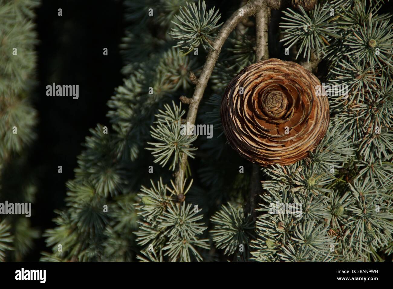 A palm tree Stock Photo - Alamy