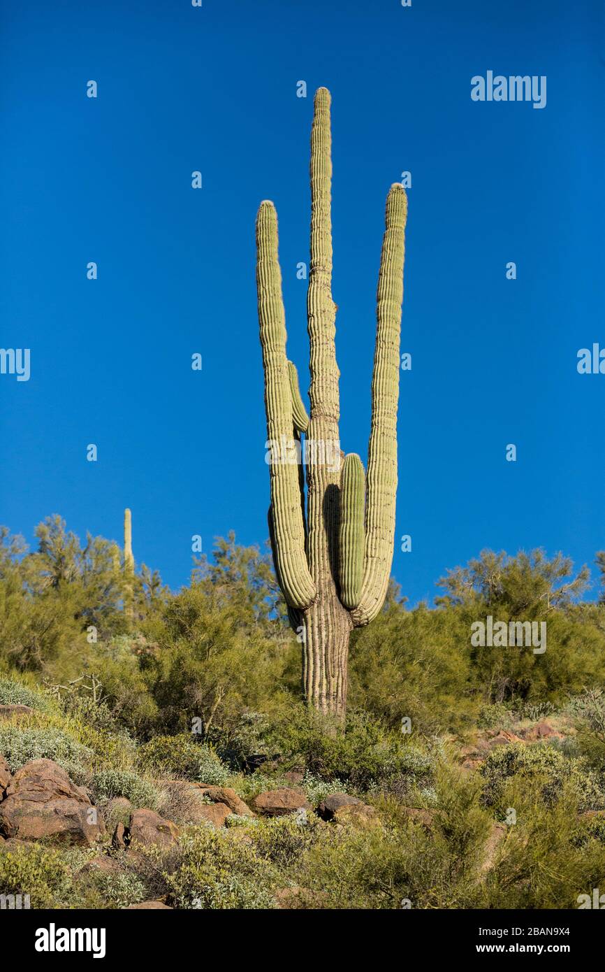 Saguaro cactus with dry desert background cactus and rocks Stock Photo ...