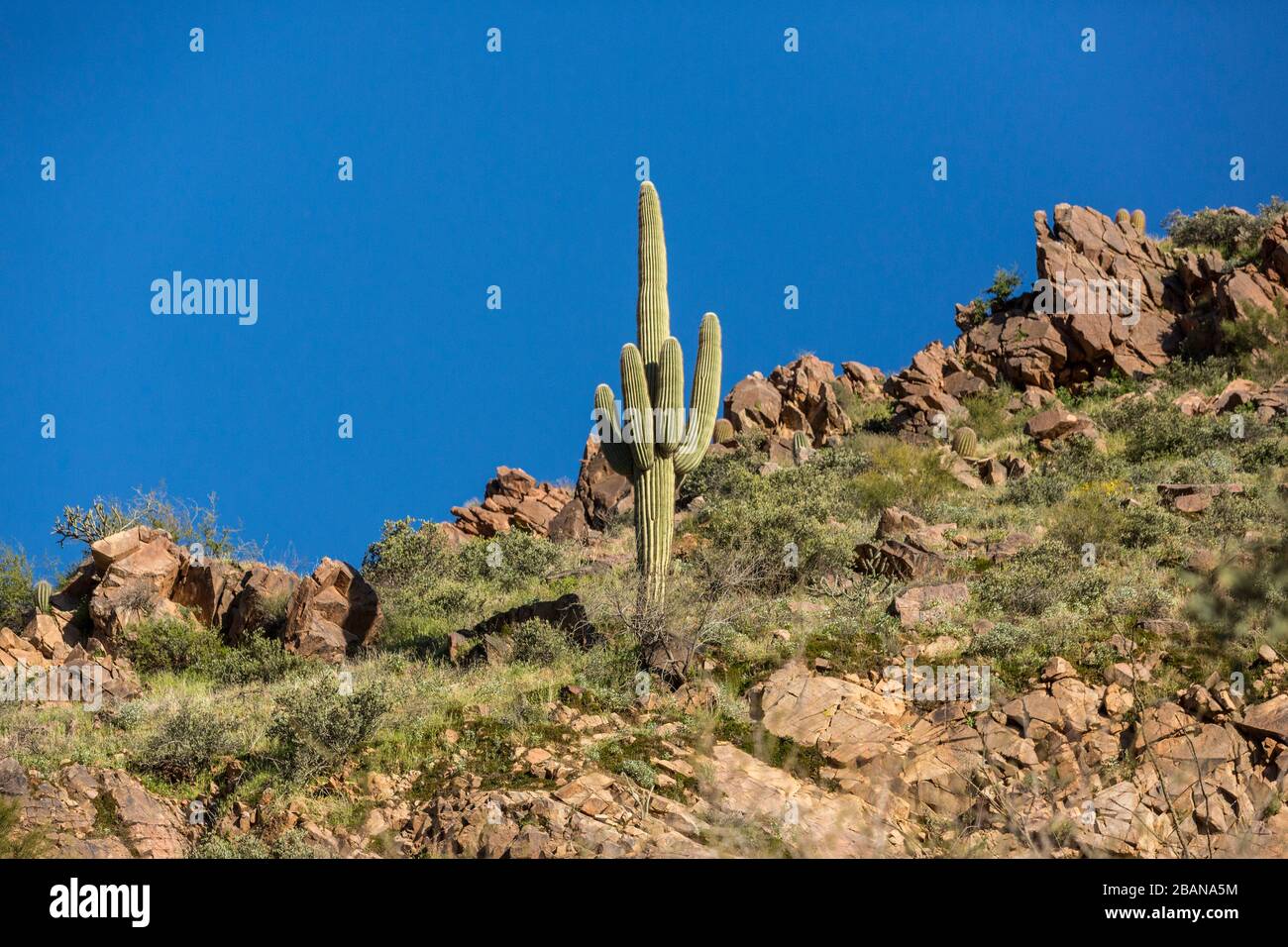 Saguaro cactus with dry desert background cactus and rocks Stock Photo ...