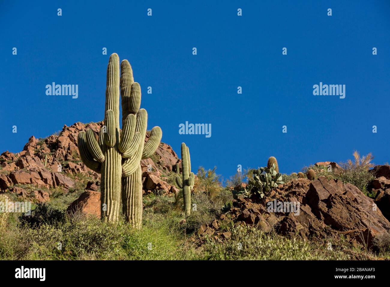 Saguaro cactus with dry desert background cactus and rocks Stock Photo ...