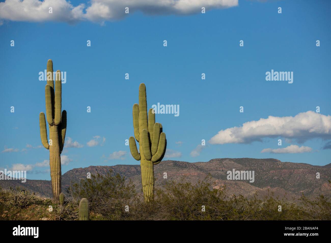 Saguaro cactus with dry desert background cactus and rocks Stock Photo ...