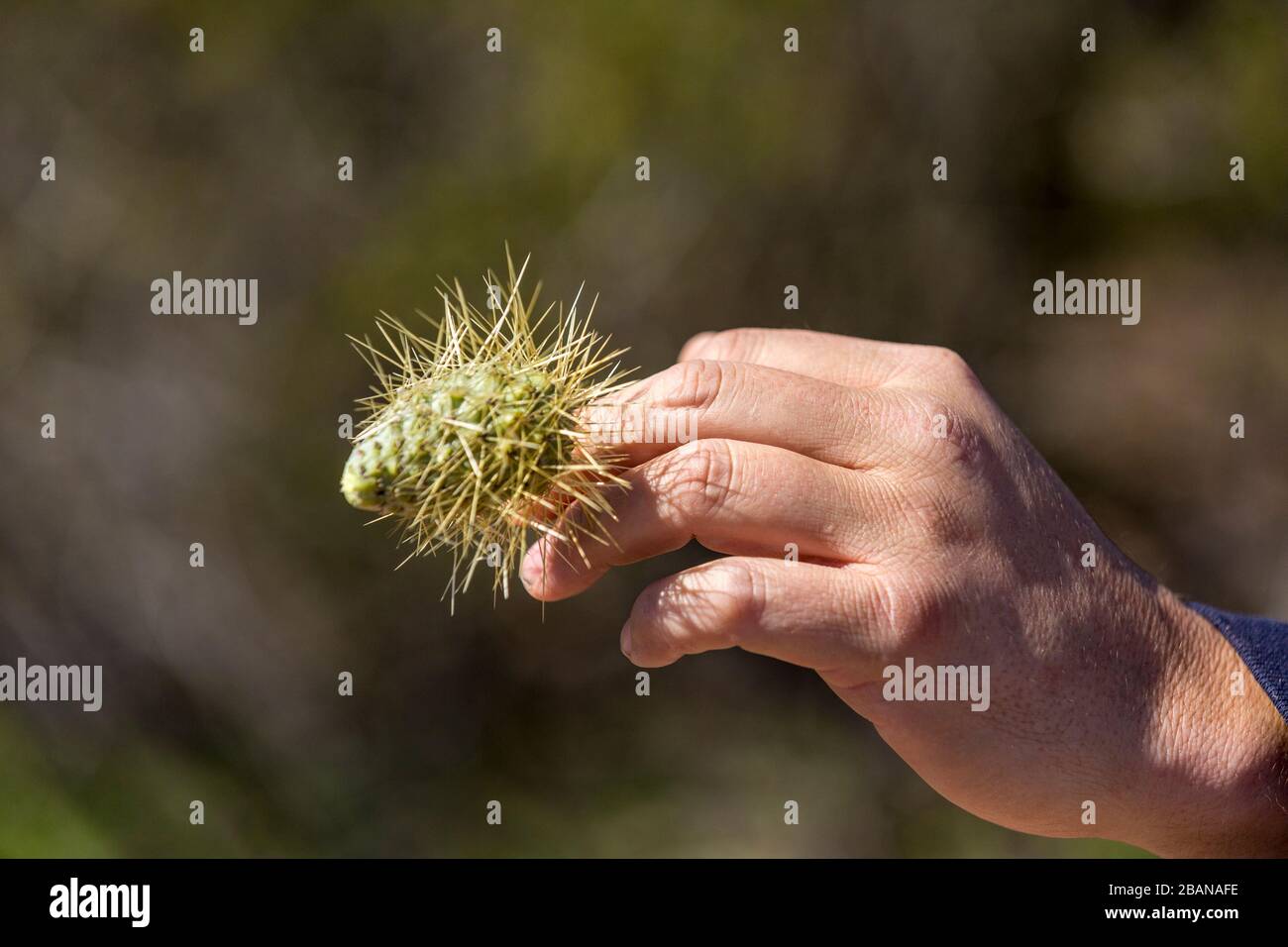 Cholla Cactus Stuck