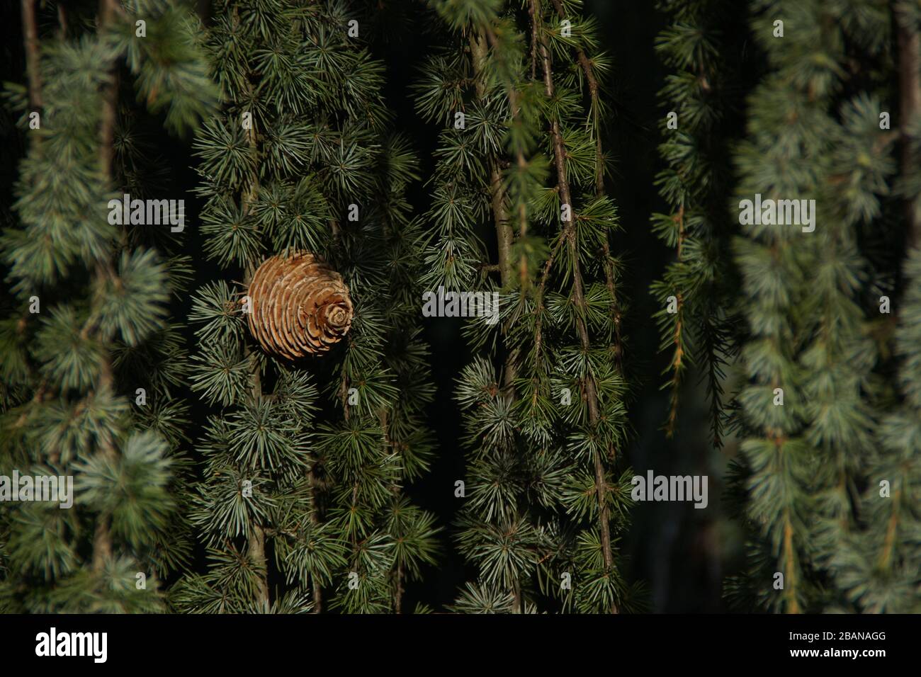 A palm tree Stock Photo - Alamy