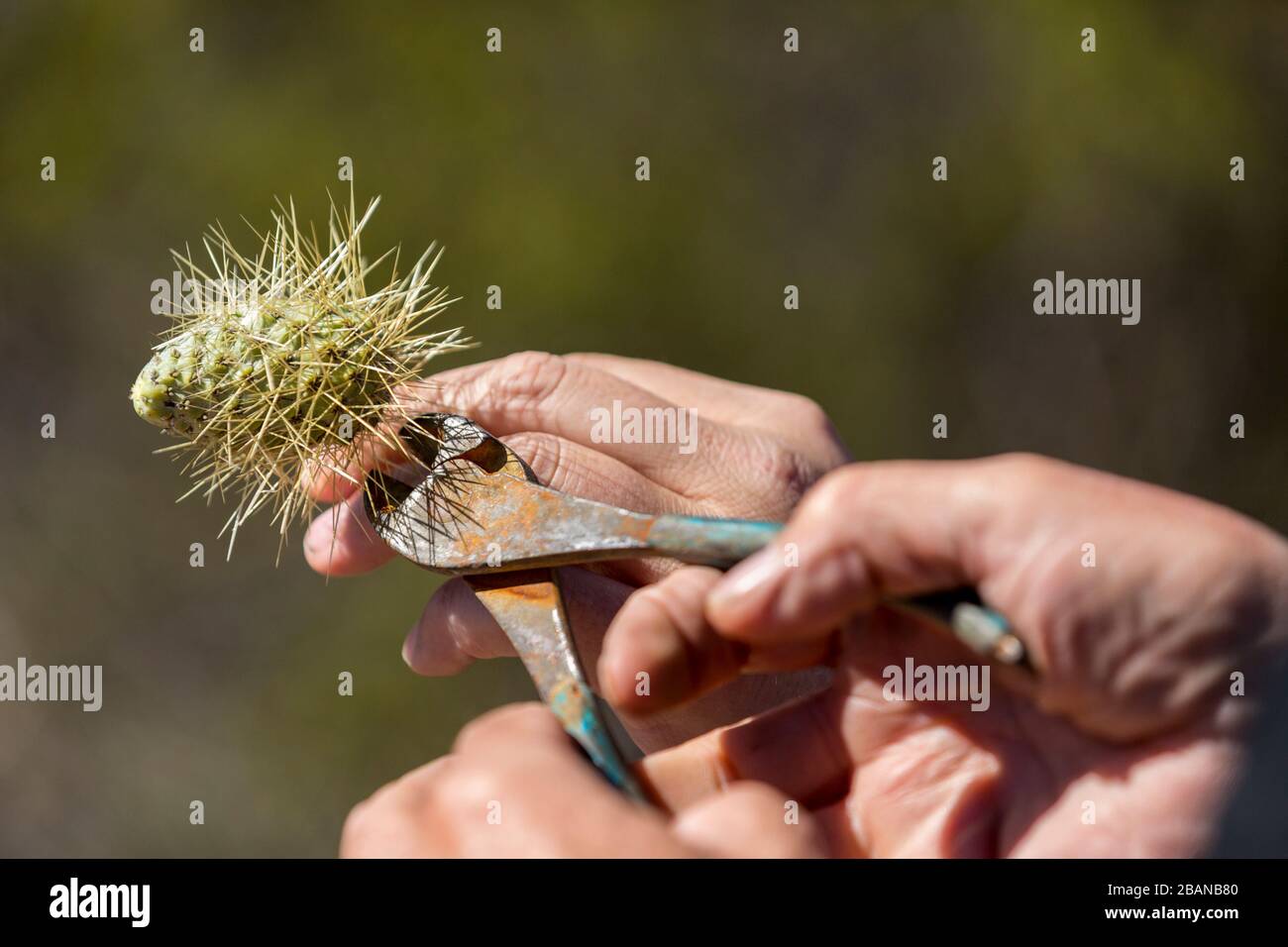 Cholla Cactus Injury