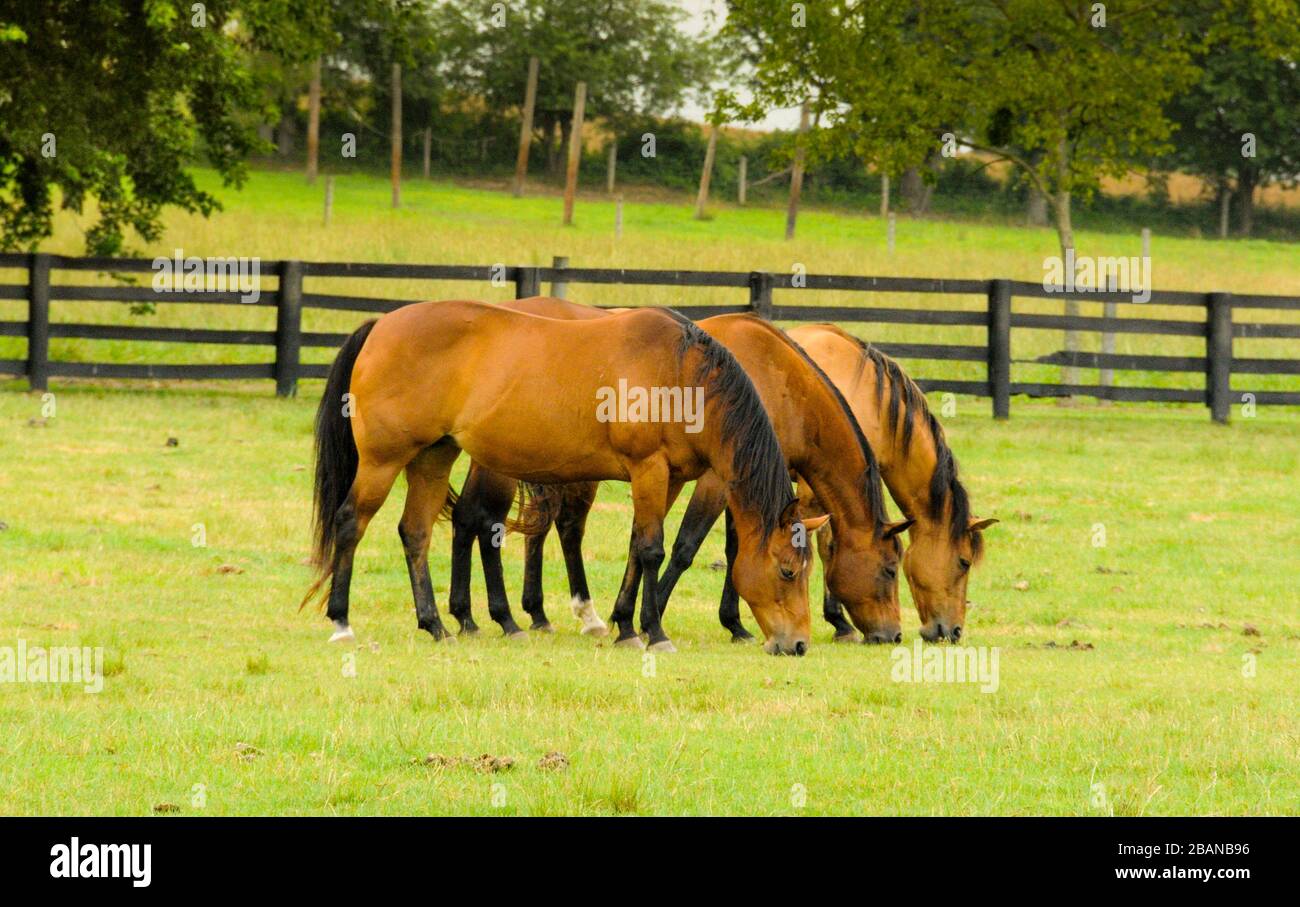 Three horses together hi-res stock photography and images - Alamy