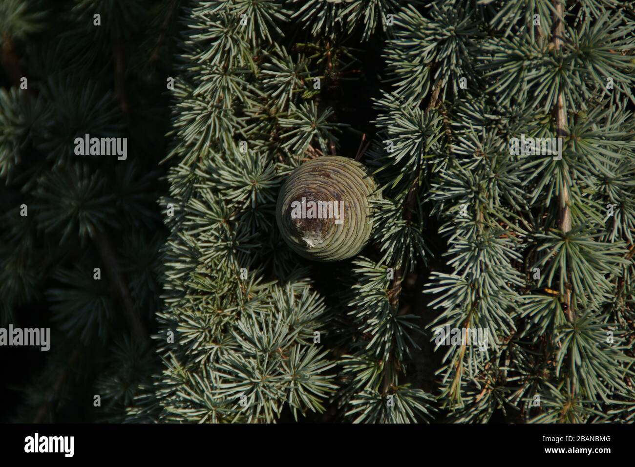 Palm pollen hi-res stock photography and images - Alamy