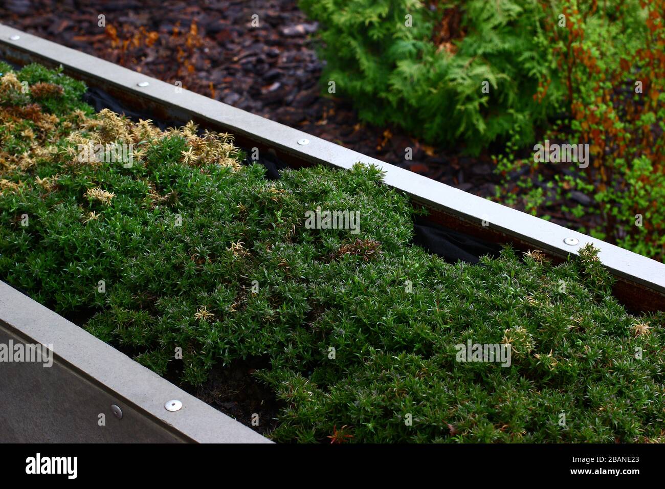 Outdoor garden landscape design with evergreen plant background Stock ...