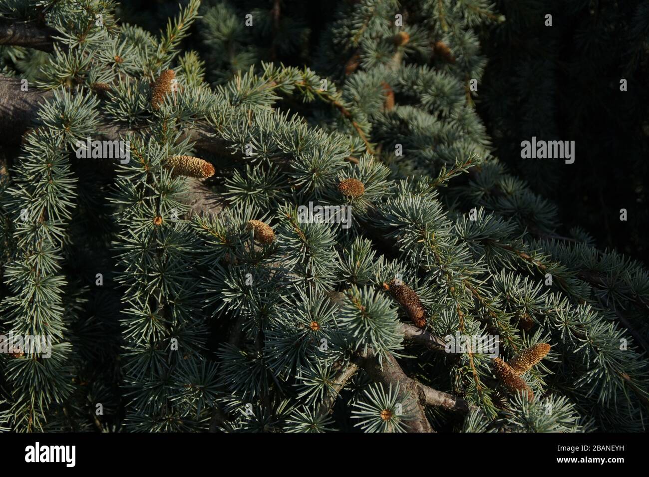 Man standing in pine hi-res stock photography and images - Alamy
