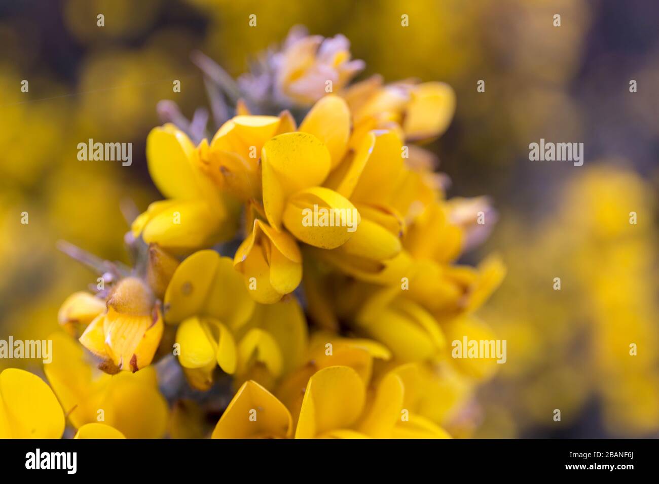 Yellow flowers depth field hi-res stock photography and images - Alamy