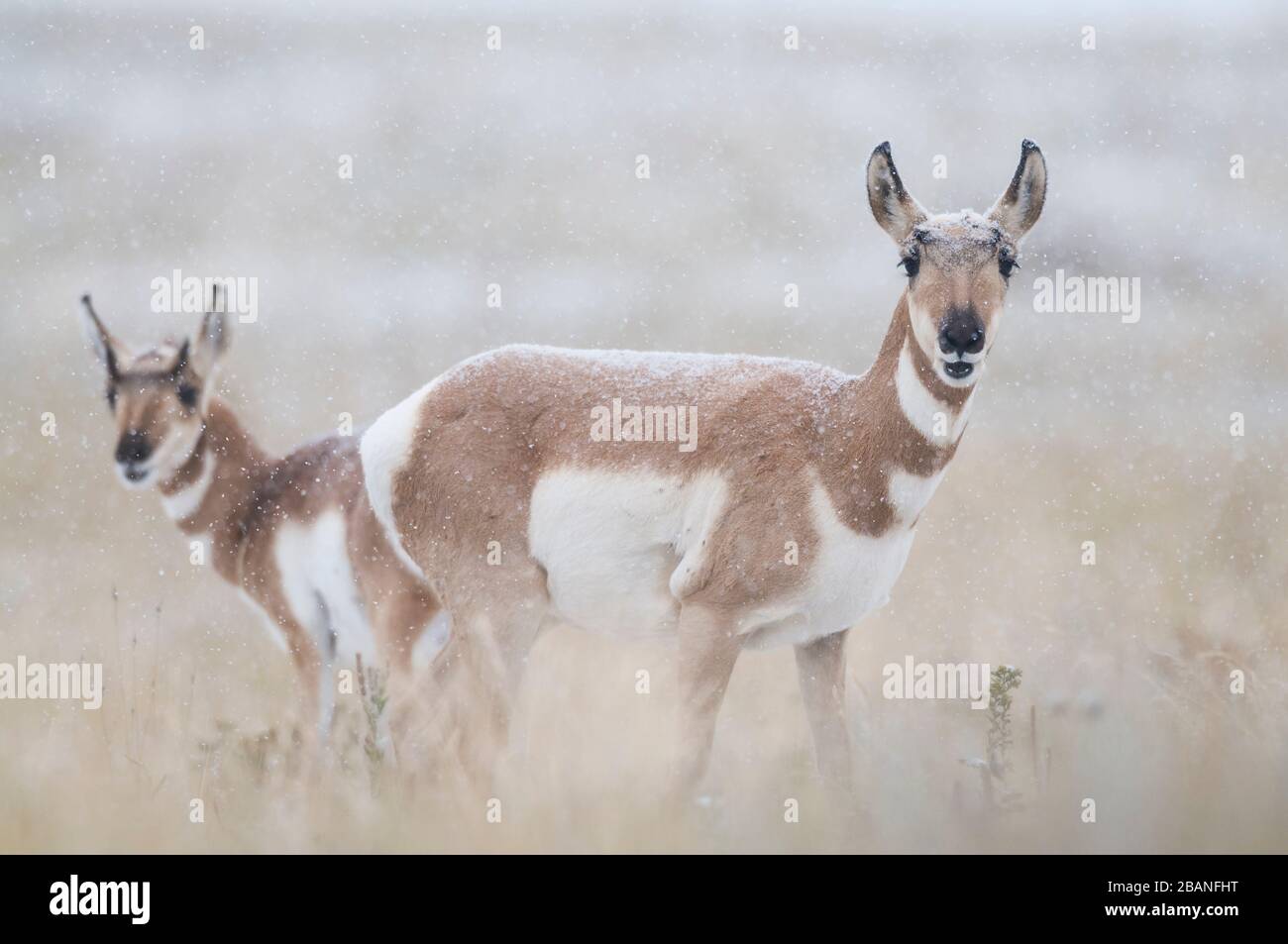 Desert pronghorns hi-res stock photography and images - Alamy