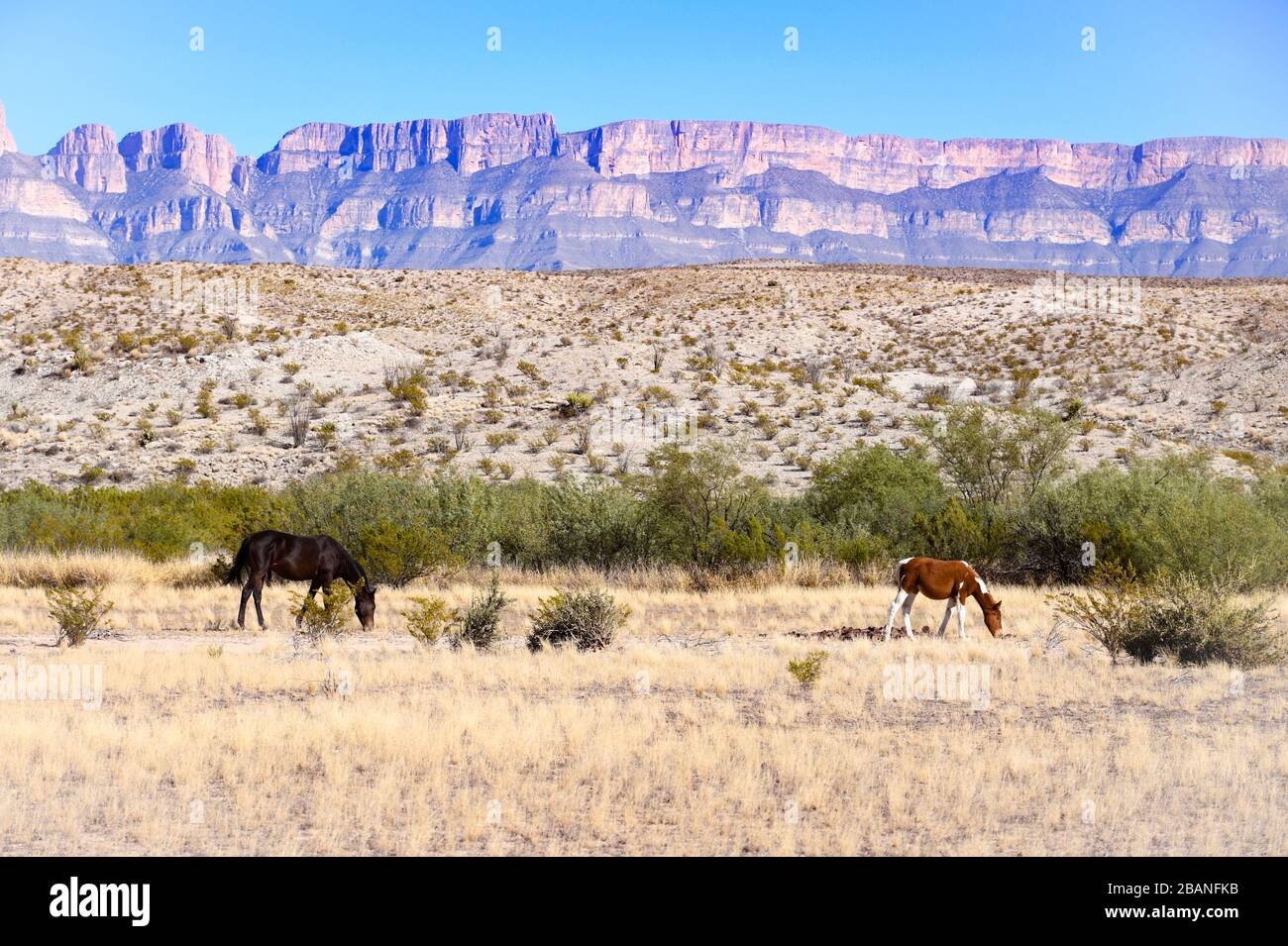 Mustangs hi-res stock photography and images - Alamy
