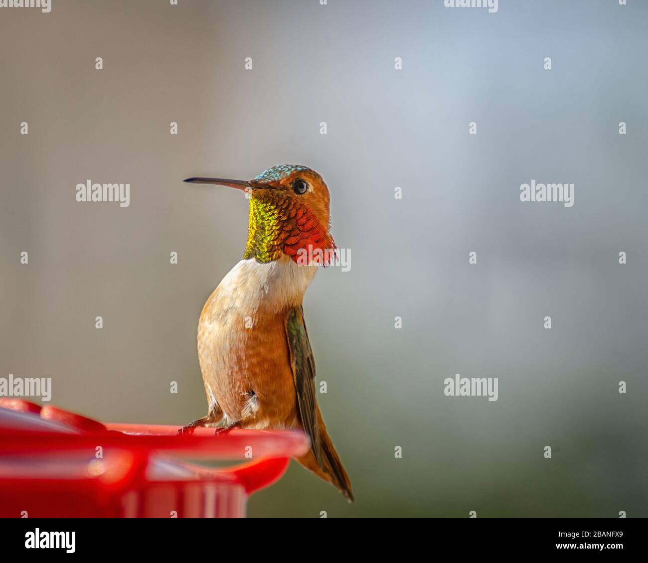 Allens Hummingbird At Feeder High Resolution Stock Photography and ...