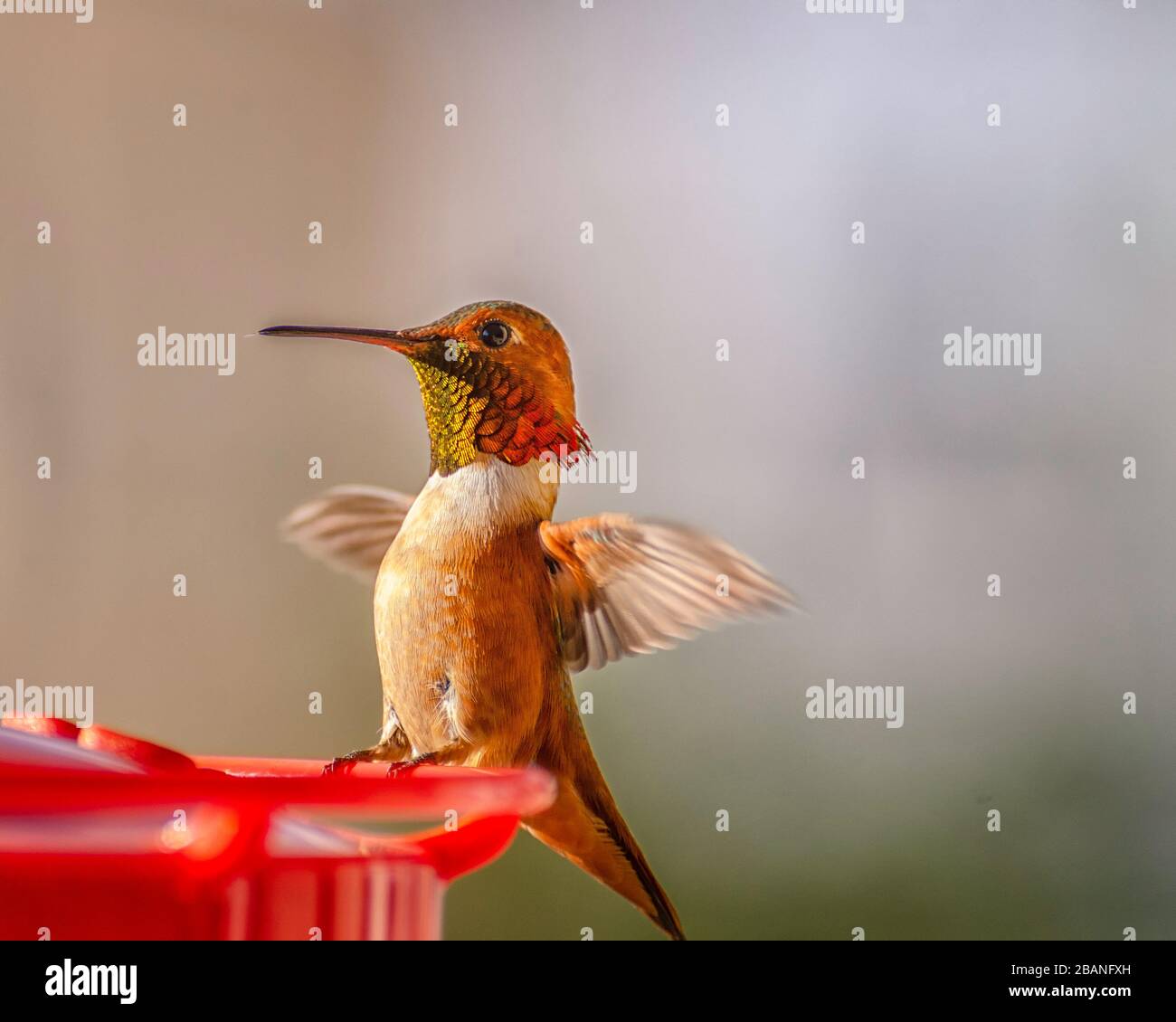 Allens hummingbird at feeder hi-res stock photography and images - Alamy